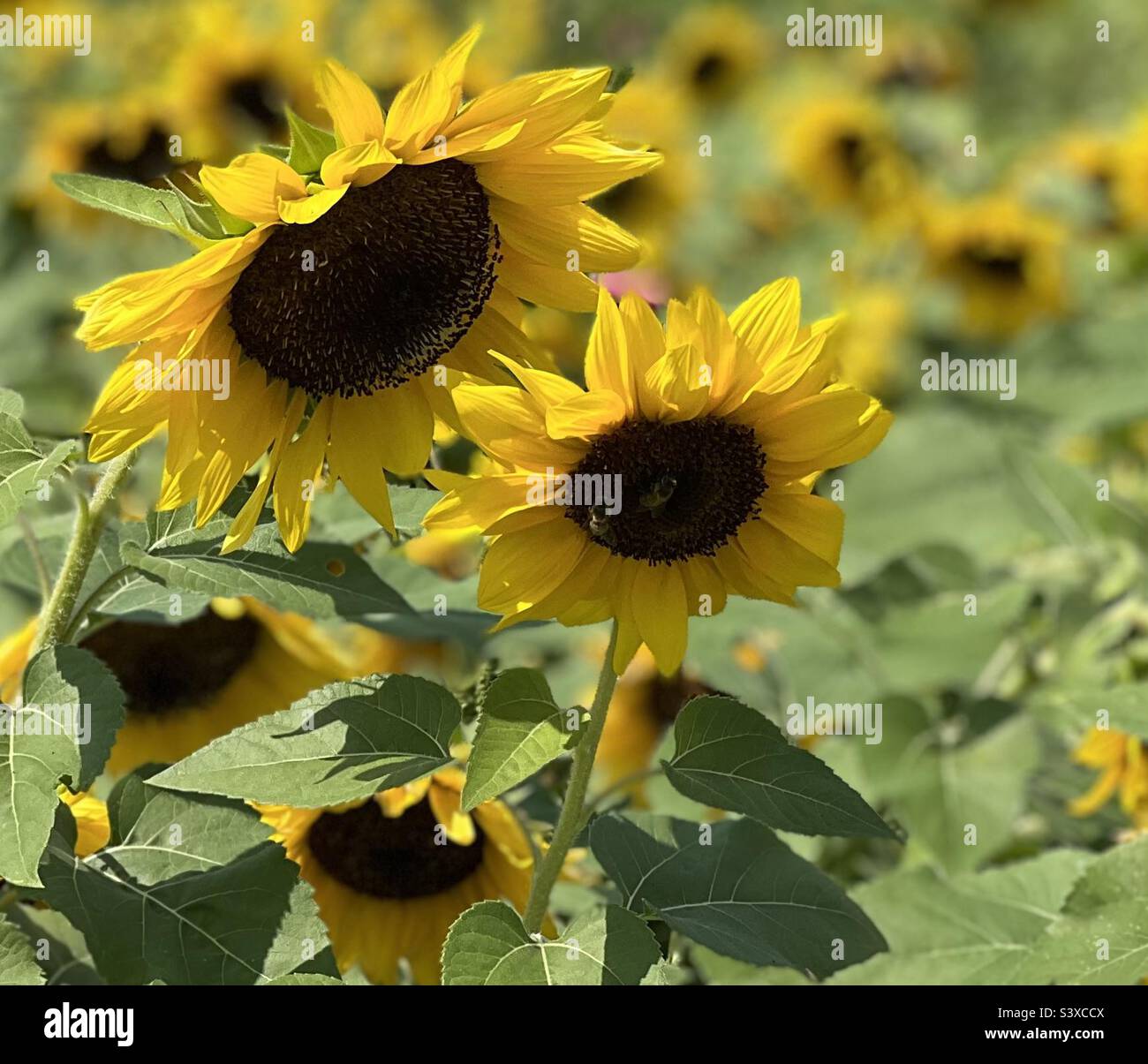 Sunflowers nature hi-res stock photography and images - Alamy