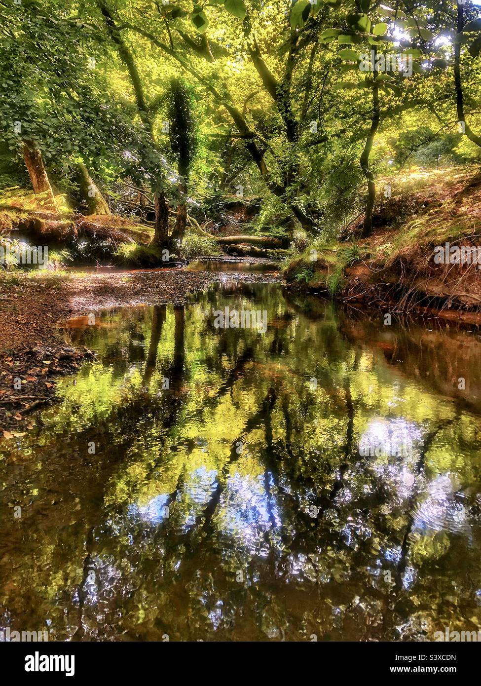 Reflections on a forest stream during the summer drought of 2022 in Hampshire United Kingdom ...