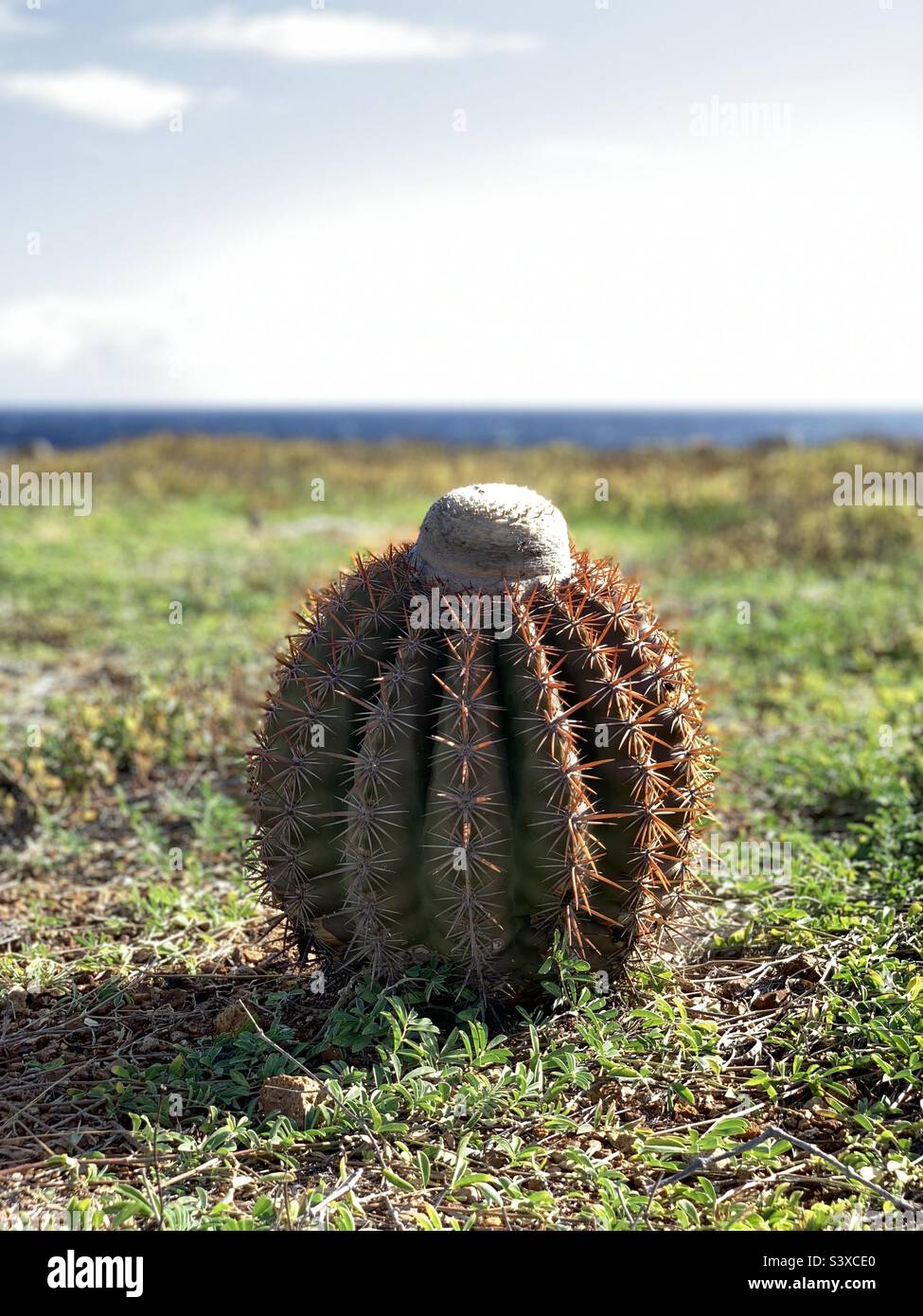 Bushi hi-res stock photography and images - Alamy