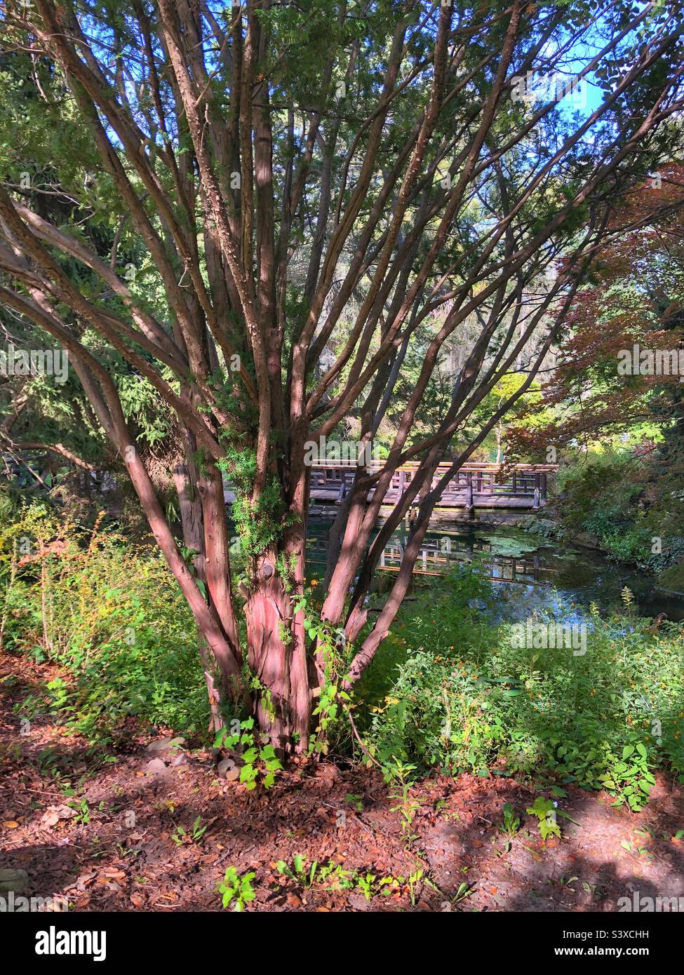 Tranquil park setting Stock Photo - Alamy