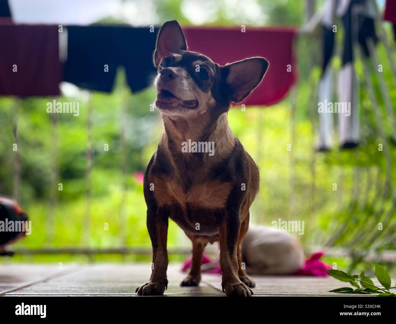 Called a dog hi-res stock photography and images - Alamy