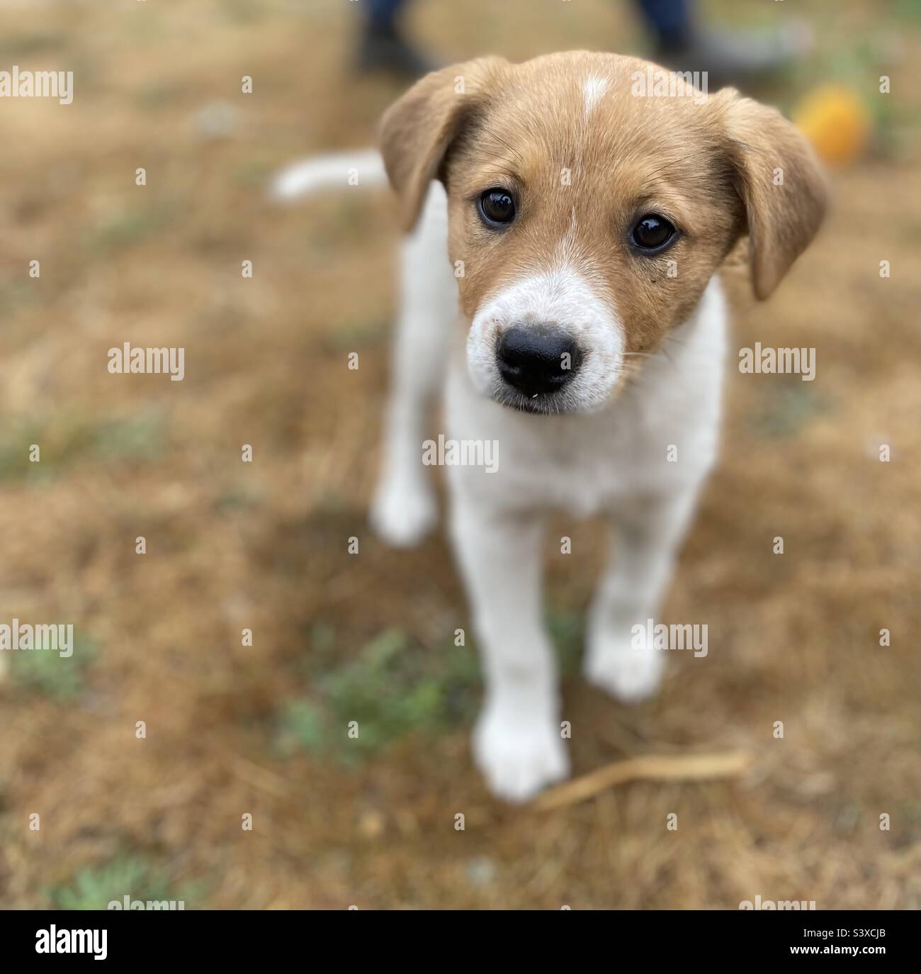 Puppy brown hi-res stock photography and images - Alamy
