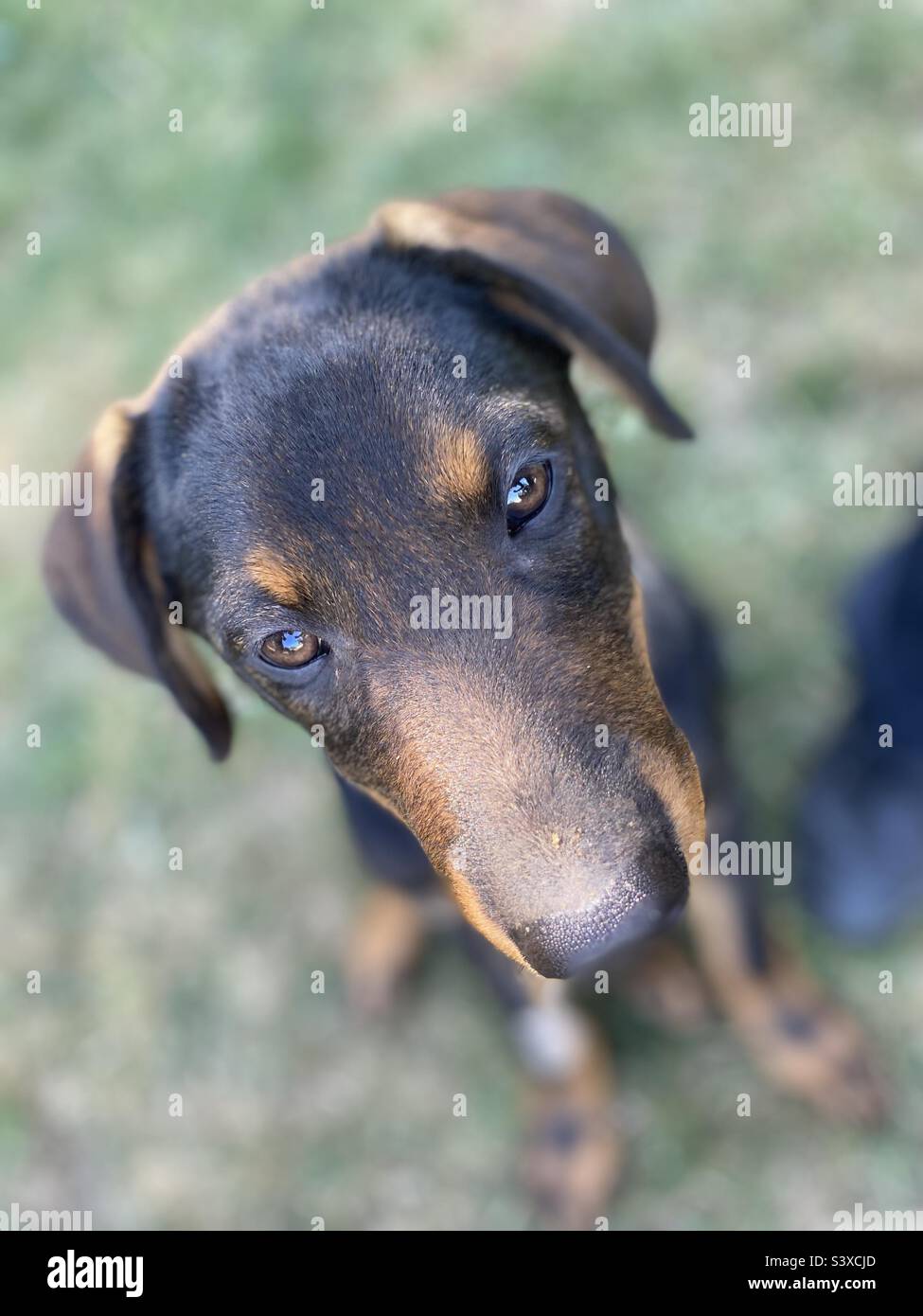Puppy doberman hi-res stock photography and images - Alamy