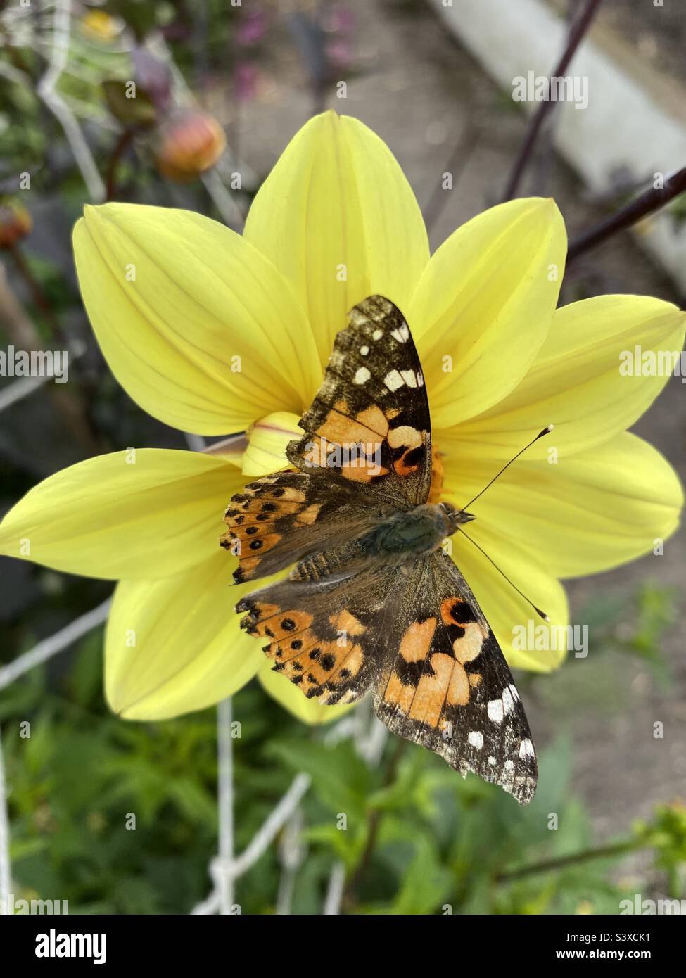 Dahlia painted lady hi-res stock photography and images - Alamy