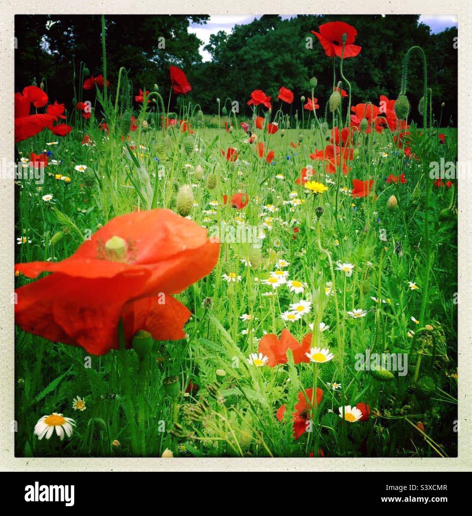 London wildflowers hi-res stock photography and images - Alamy