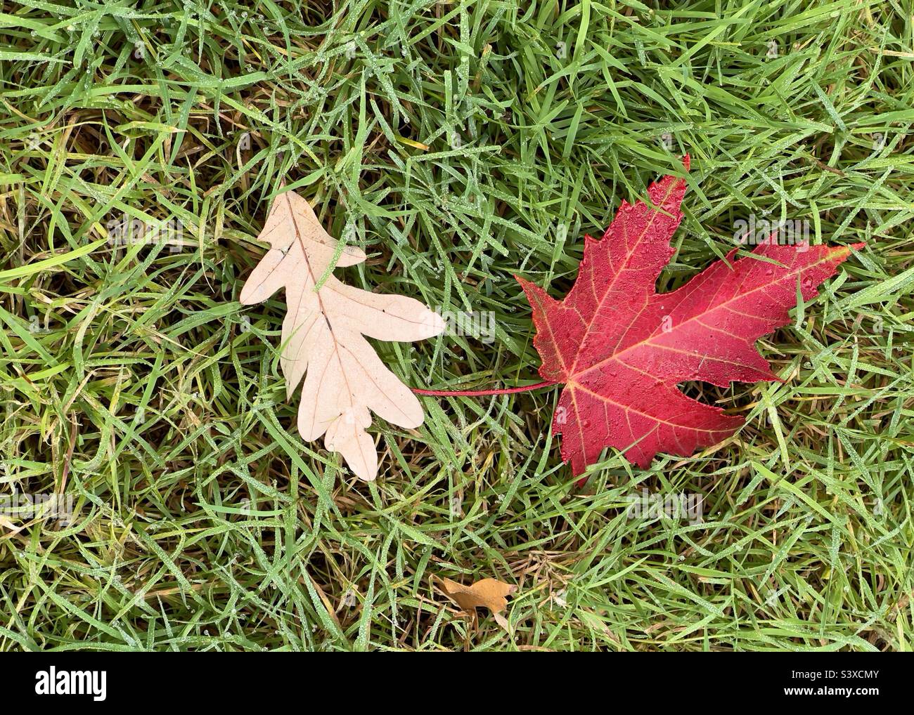 Two yellow maple leaf hi-res stock photography and images - Alamy