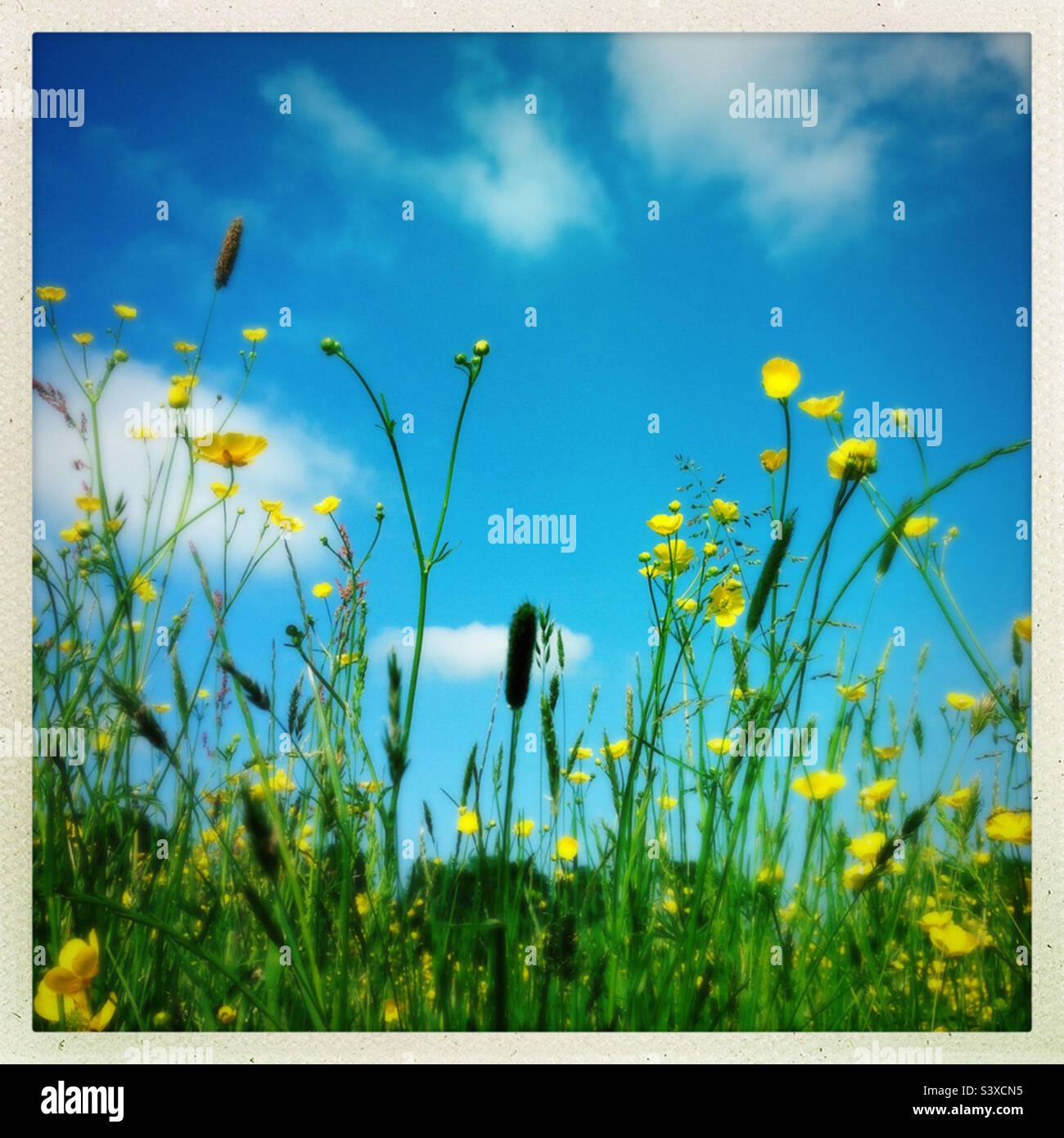 Spring flowers buttercups hi-res stock photography and images - Alamy