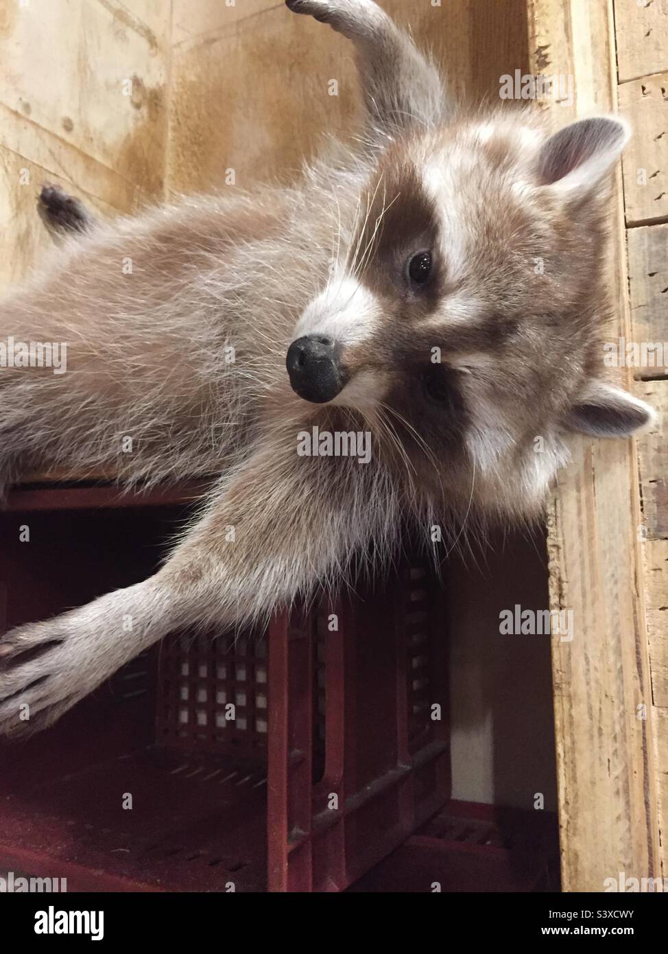 Funny raccoon hi-res stock photography and images - Alamy