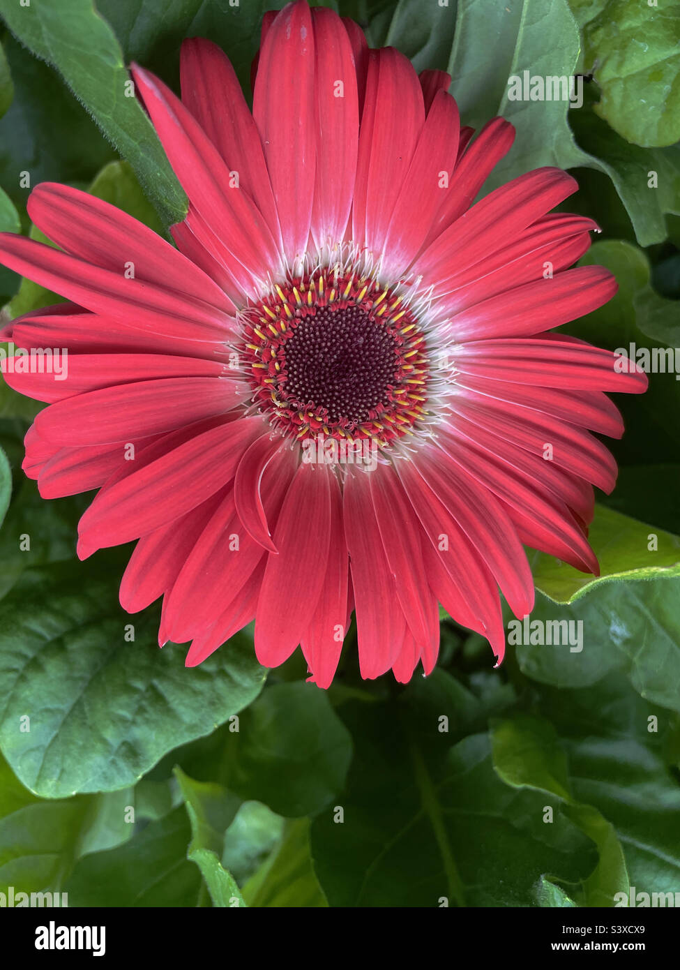 Red gerber daisy hi-res stock photography and images - Alamy