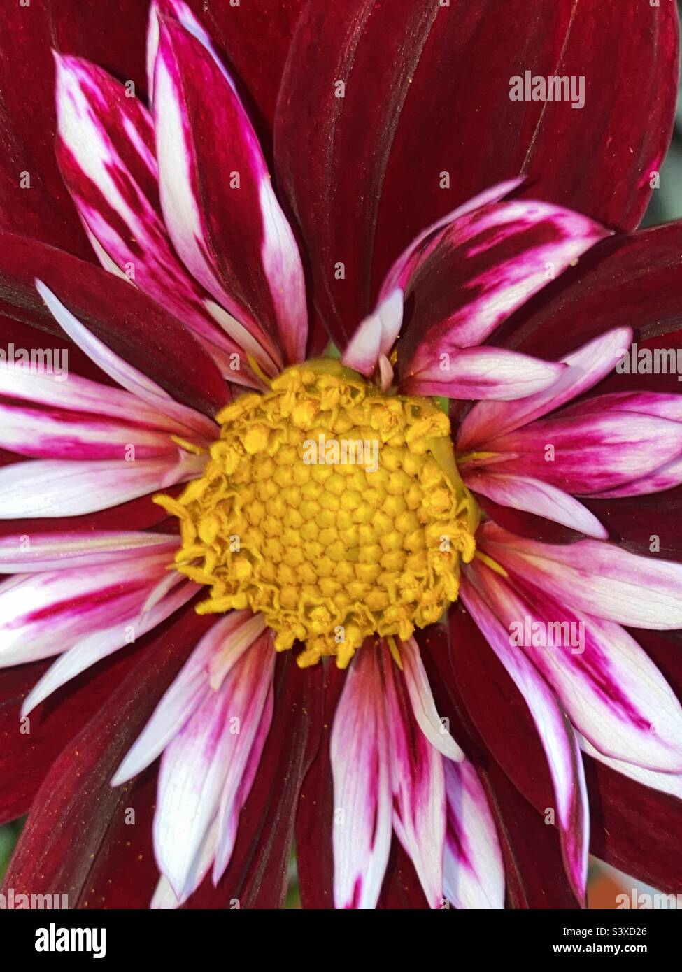 Red and yellow mix flower hi-res stock photography and images - Alamy