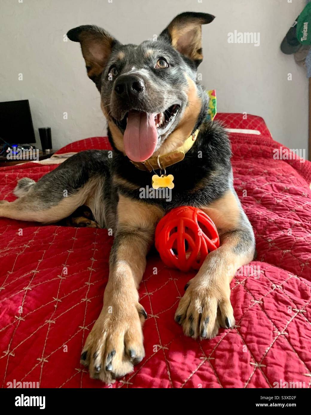 Rottweiler Blue Heeler Mix