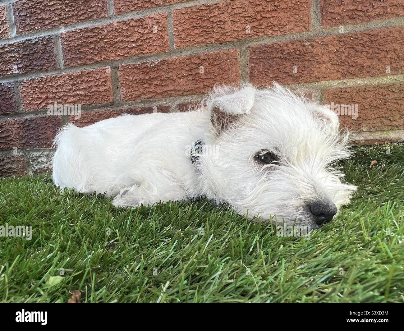 Westie in the grass hi-res stock photography and images - Alamy