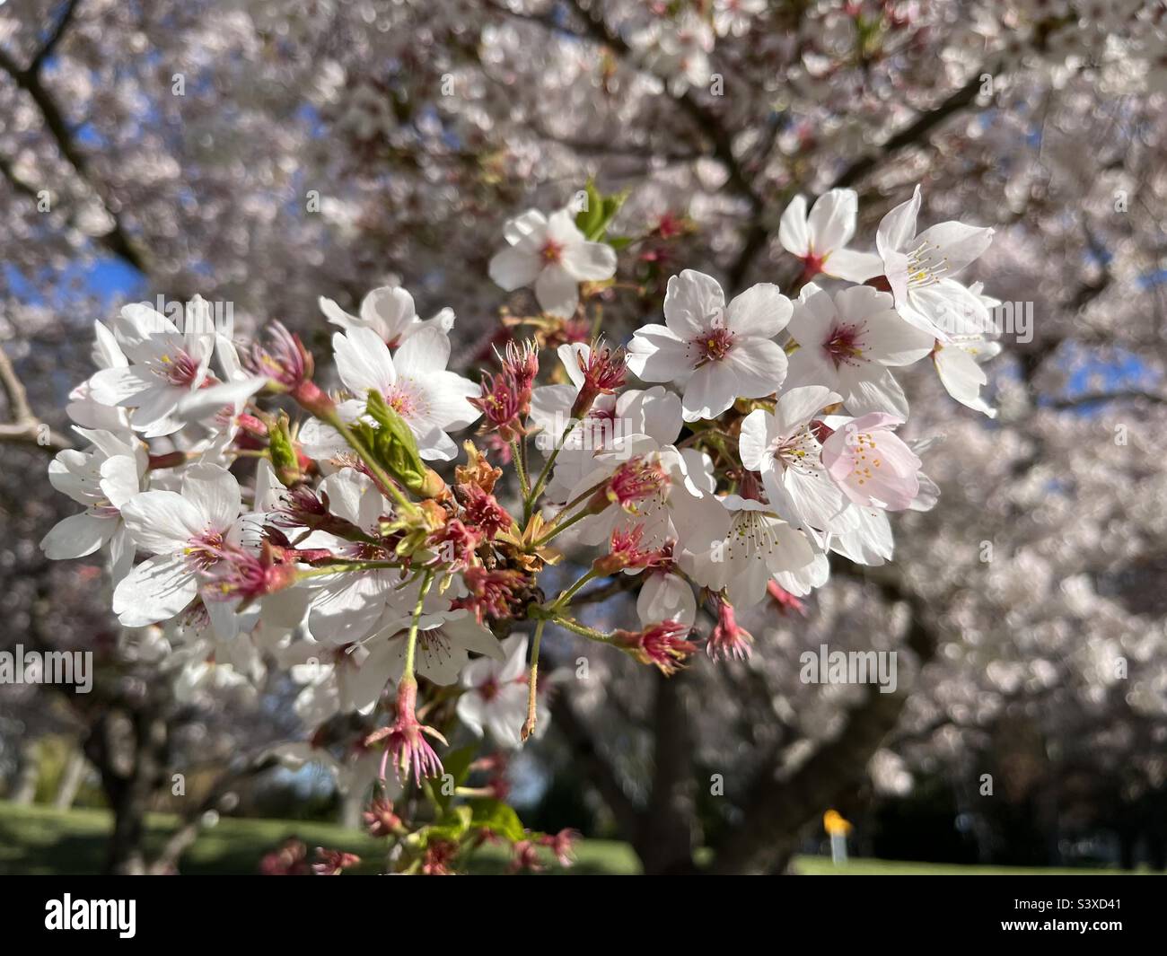 Pick spring hi-res stock photography and images - Alamy