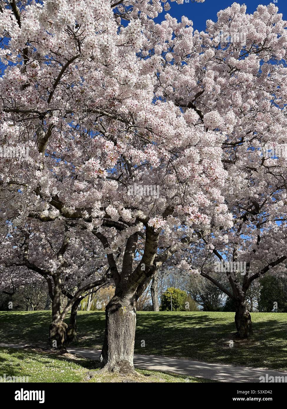 Spring blossom trees hi-res stock photography and images - Alamy