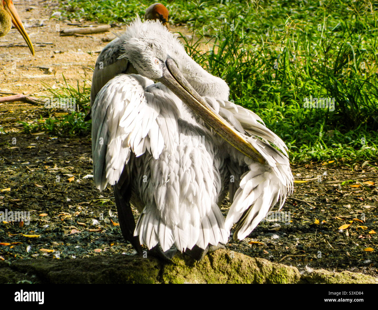 Peter the pelican hi-res stock photography and images - Alamy