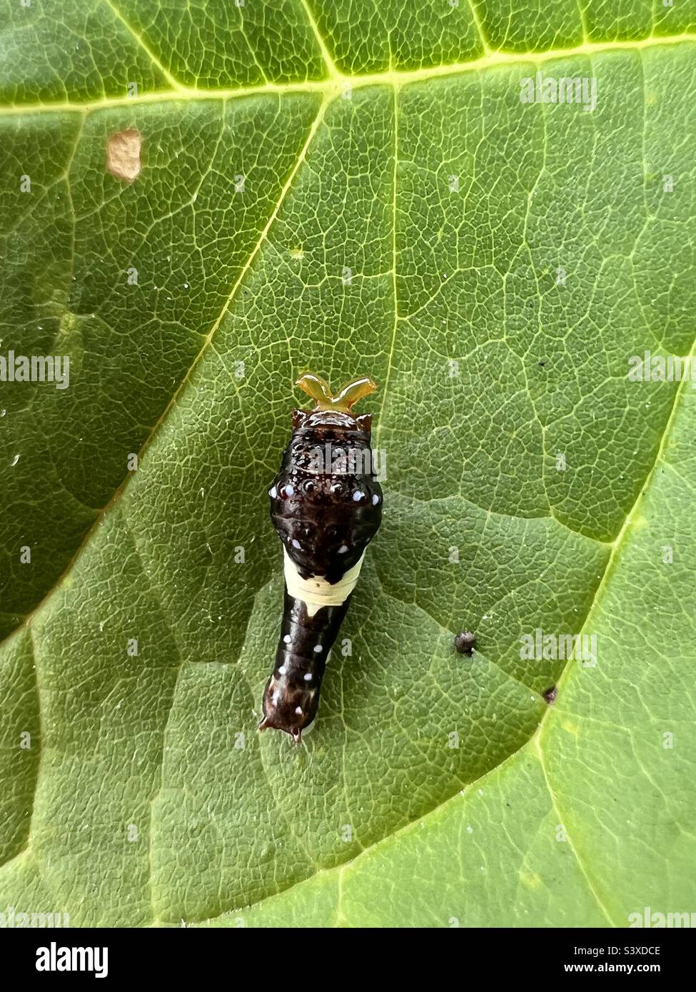 Butterfly defense mechanism hi-res stock photography and images - Alamy