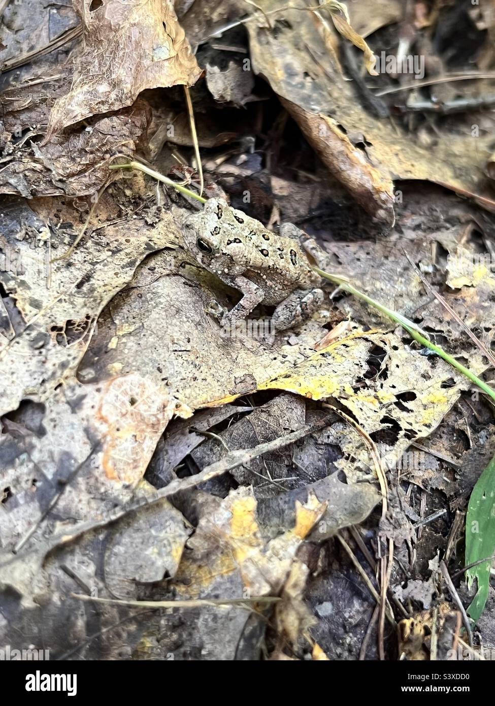 Leaf litter on forest floor hi-res stock photography and images - Alamy