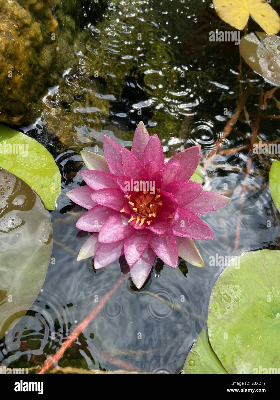 Pretty pond hi-res stock photography and images - Alamy