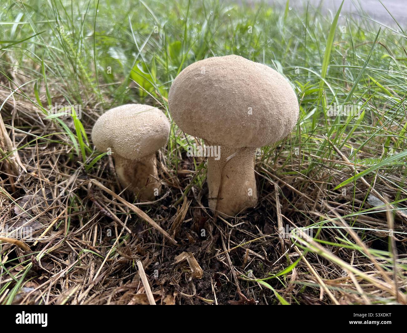 The pestle puffball hi-res stock photography and images - Alamy