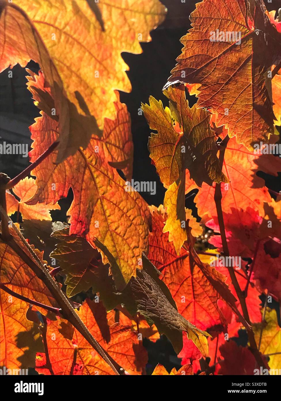 Some autumn colour colours hi-res stock photography and images - Alamy