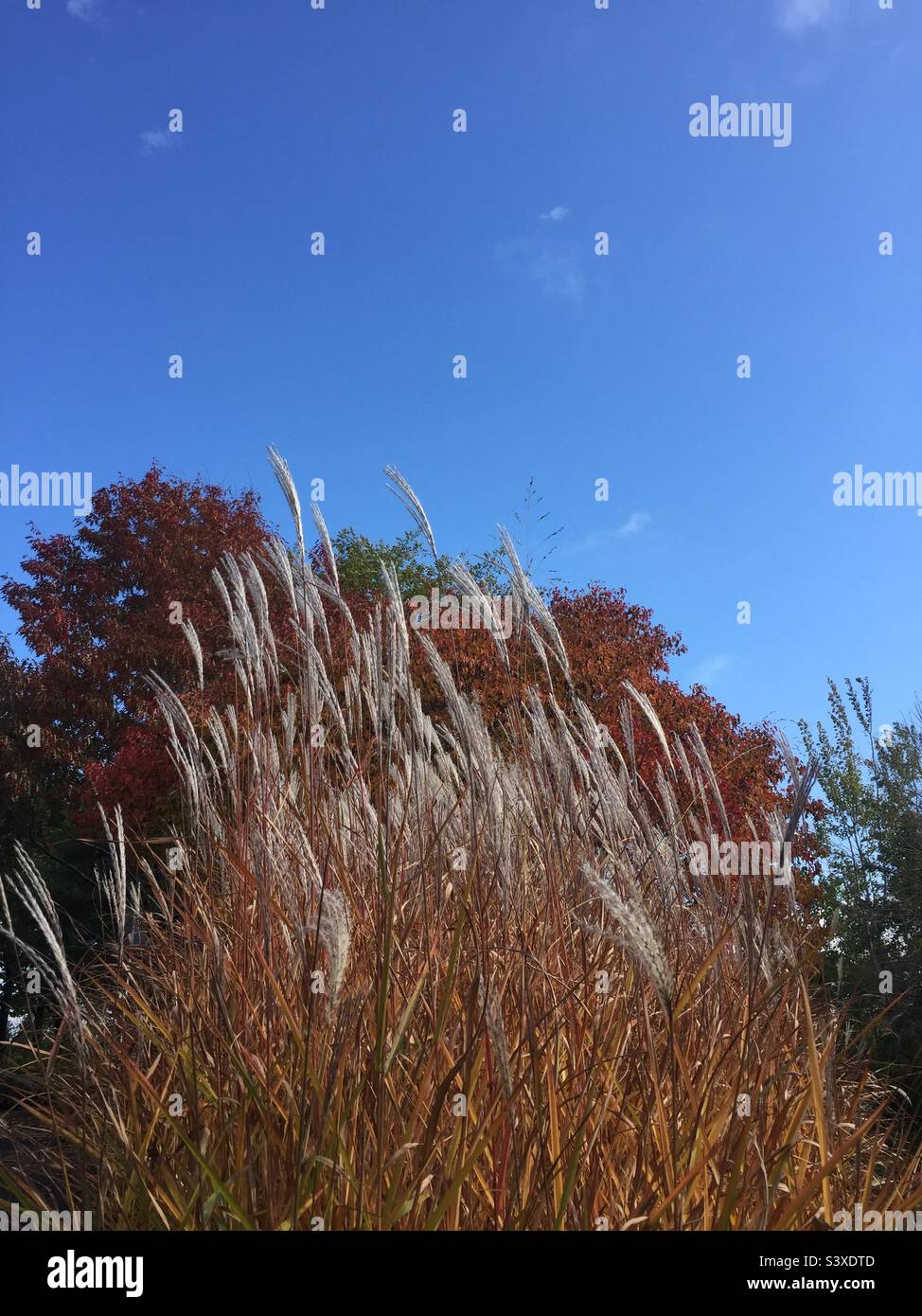 Wild nature wallpaper hi-res stock photography and images - Alamy