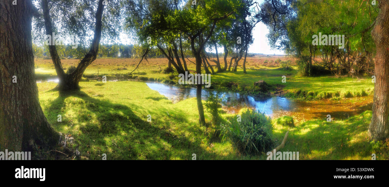 Winding stream next to heathland in the New Forest National Park Stock ...