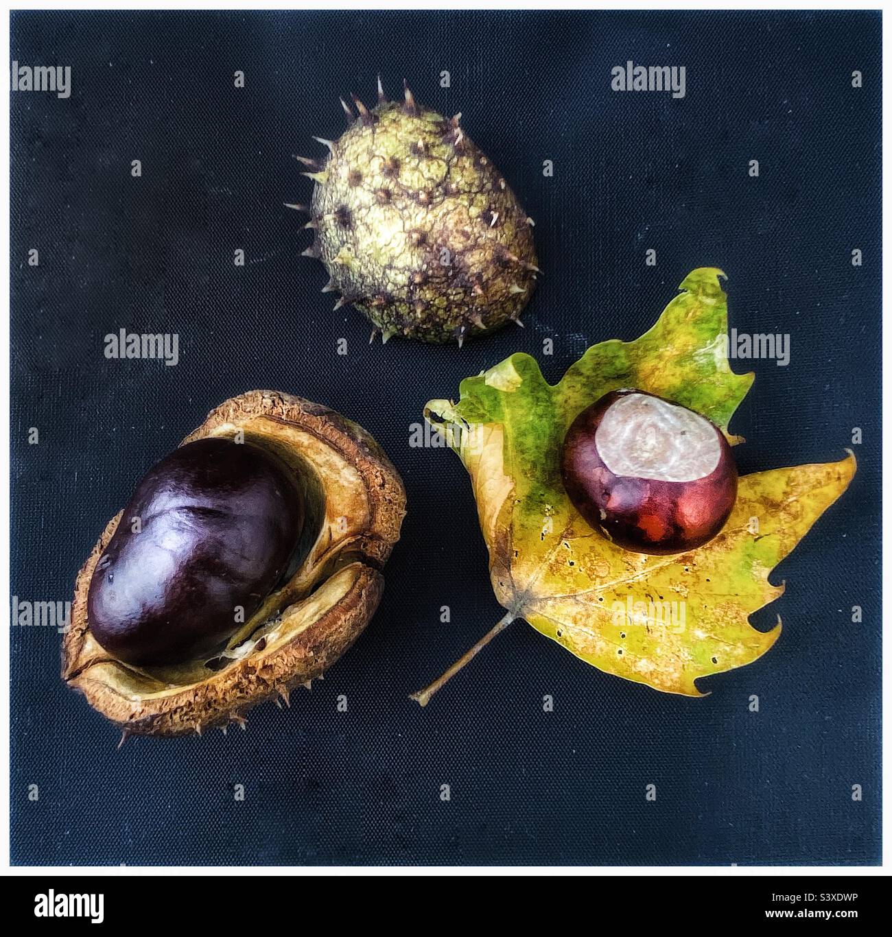 Autumn leaf and conkers hi-res stock photography and images - Alamy