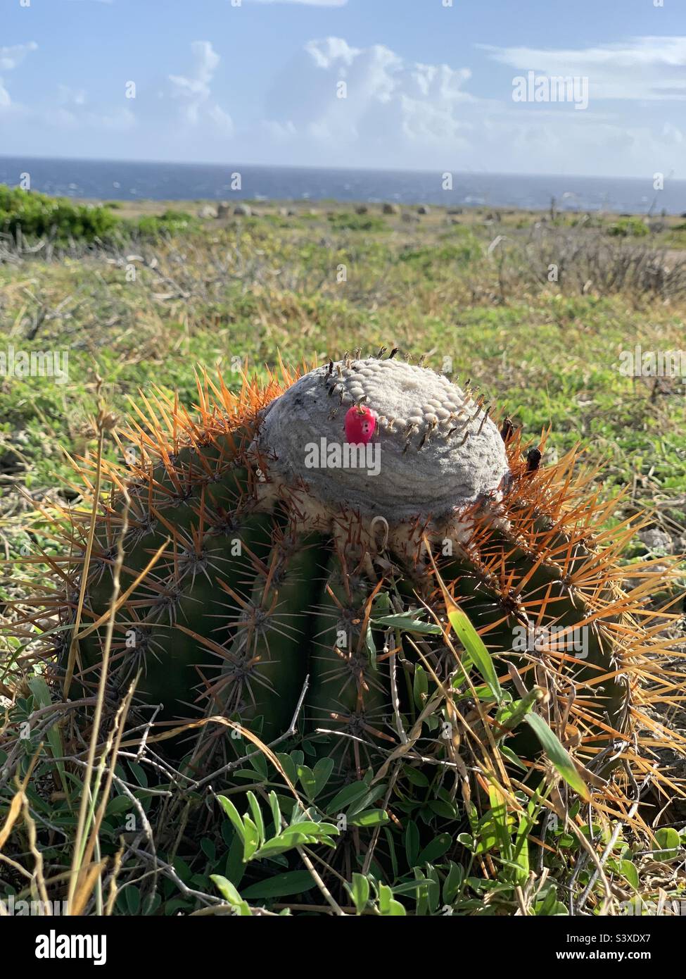 Round cactus with fruit in Aruba Stock Photo - Alamy