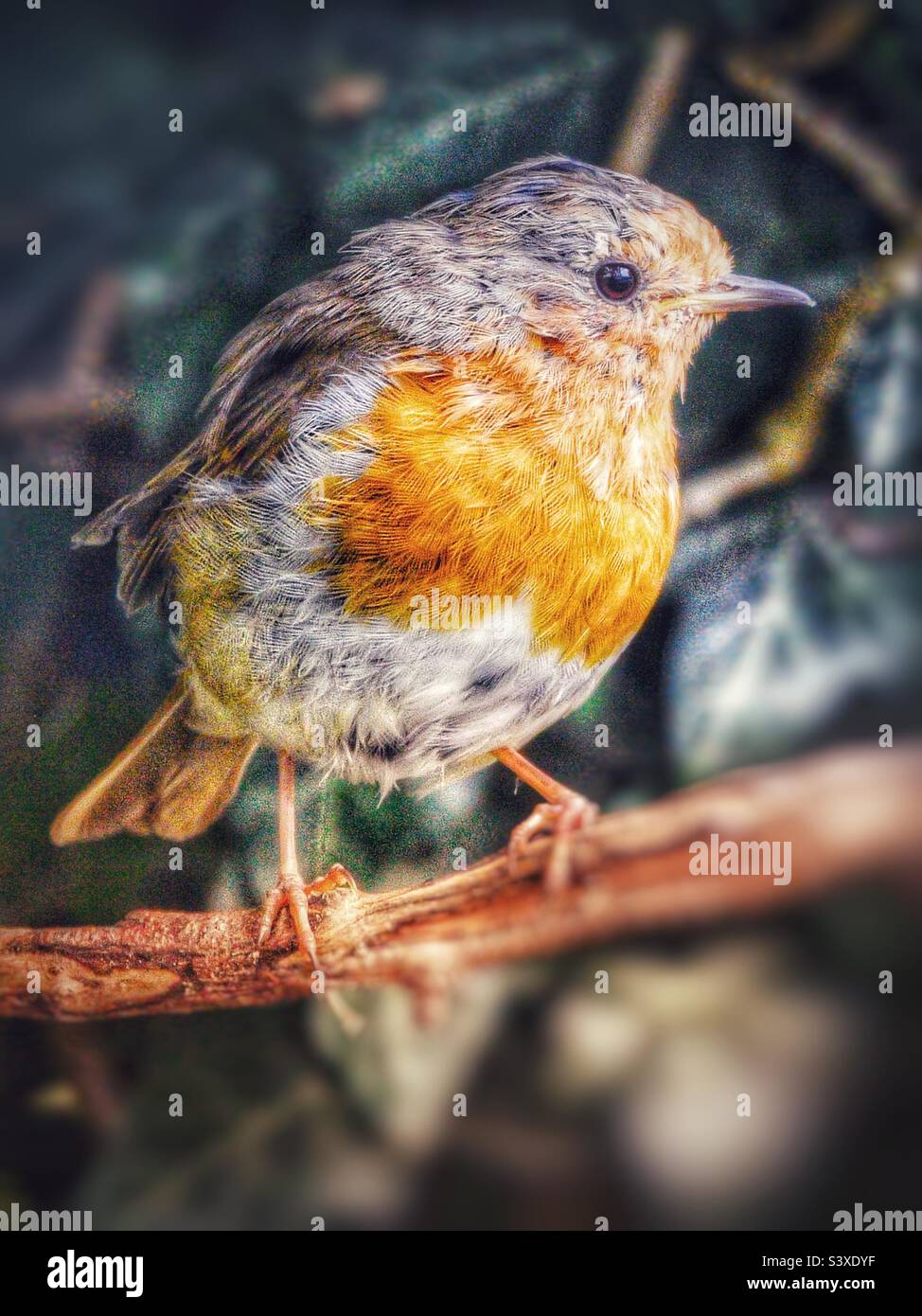 Robin eye hi-res stock photography and images - Alamy