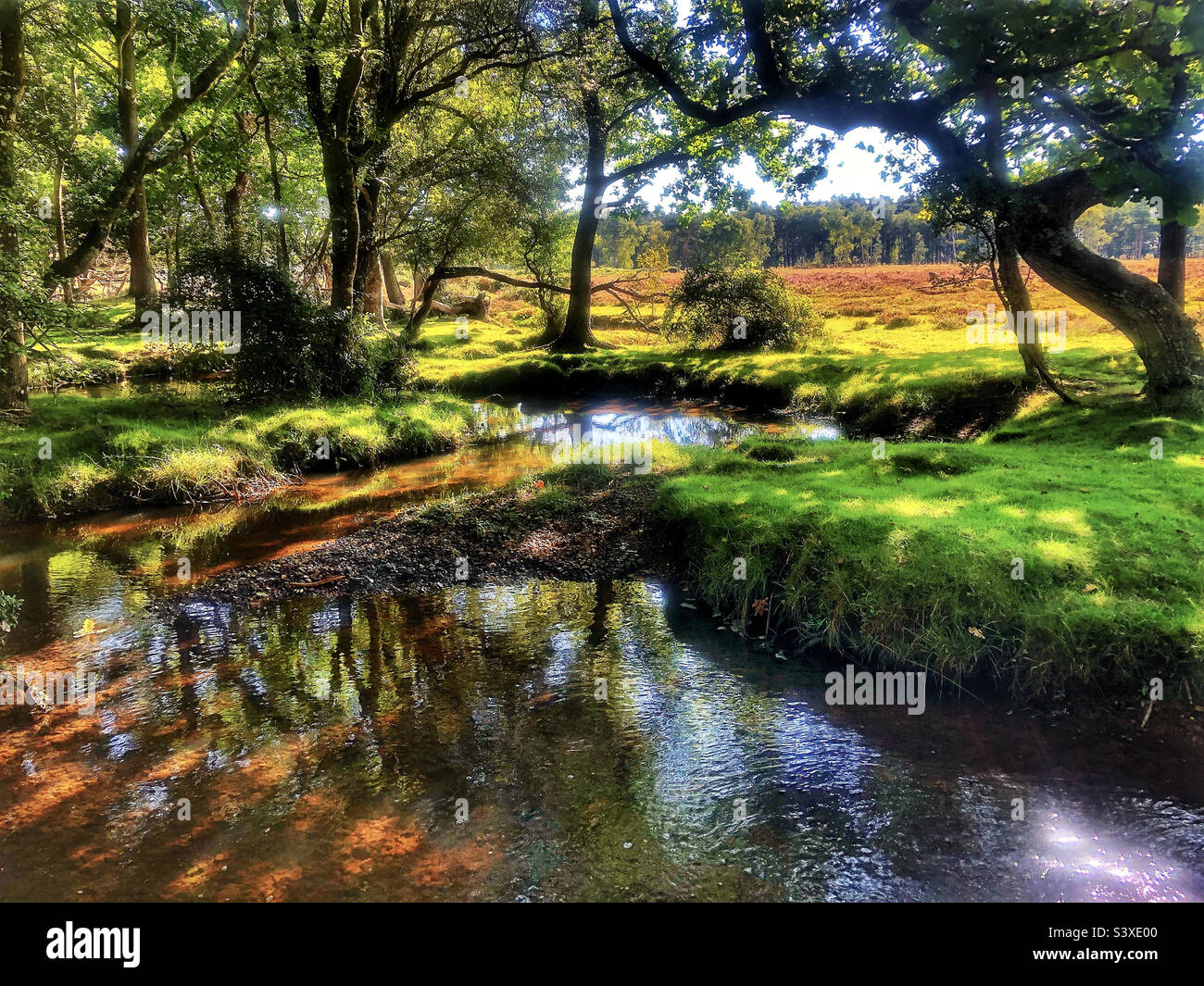 Winding new forest stream hi-res stock photography and images - Alamy