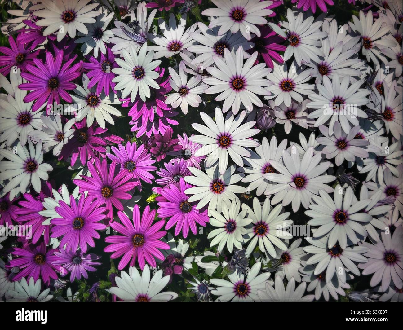 Pink white flowers hi-res stock photography and images - Alamy