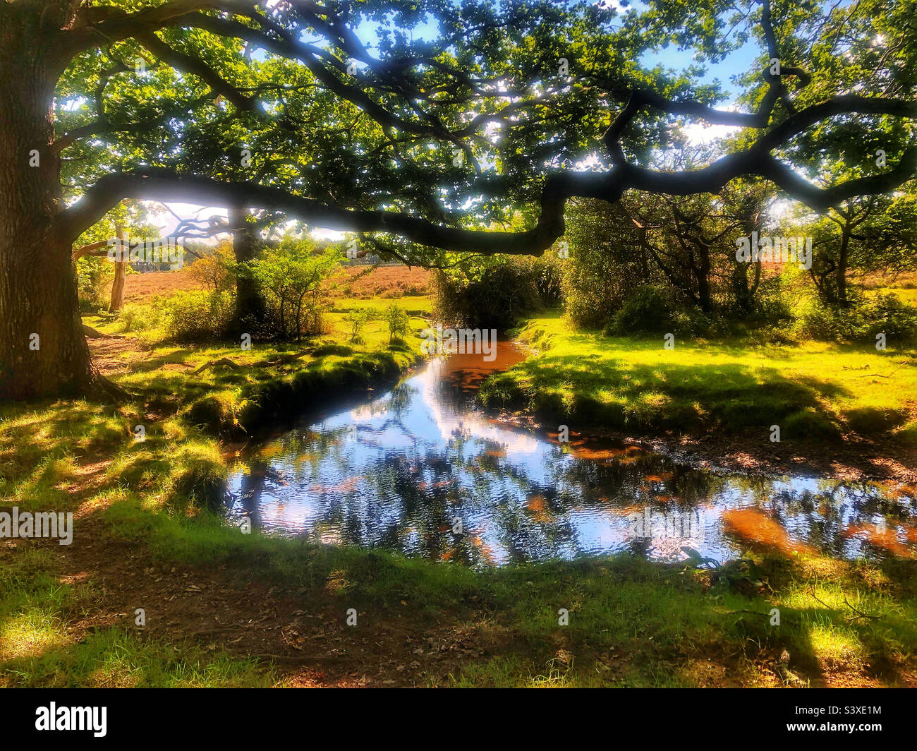 Stream flowing under a oak tree next to heathland in the New Forest ...
