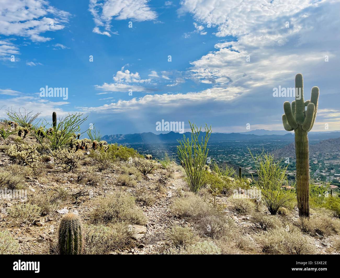 A light unto my path - happy Arizona trail with cactus and blue sky ...