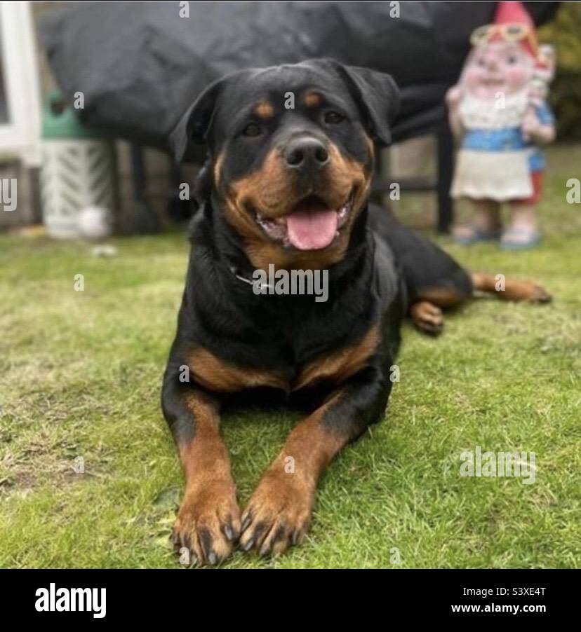 Are Rottweilers Legal In Salt Lake City
