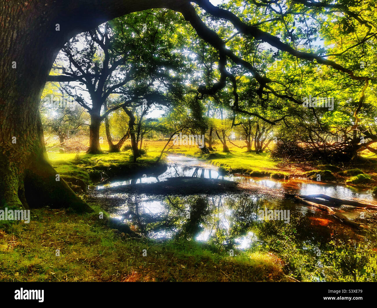 Mill Lawn Brook stream during a summer drought in the New Forest ...