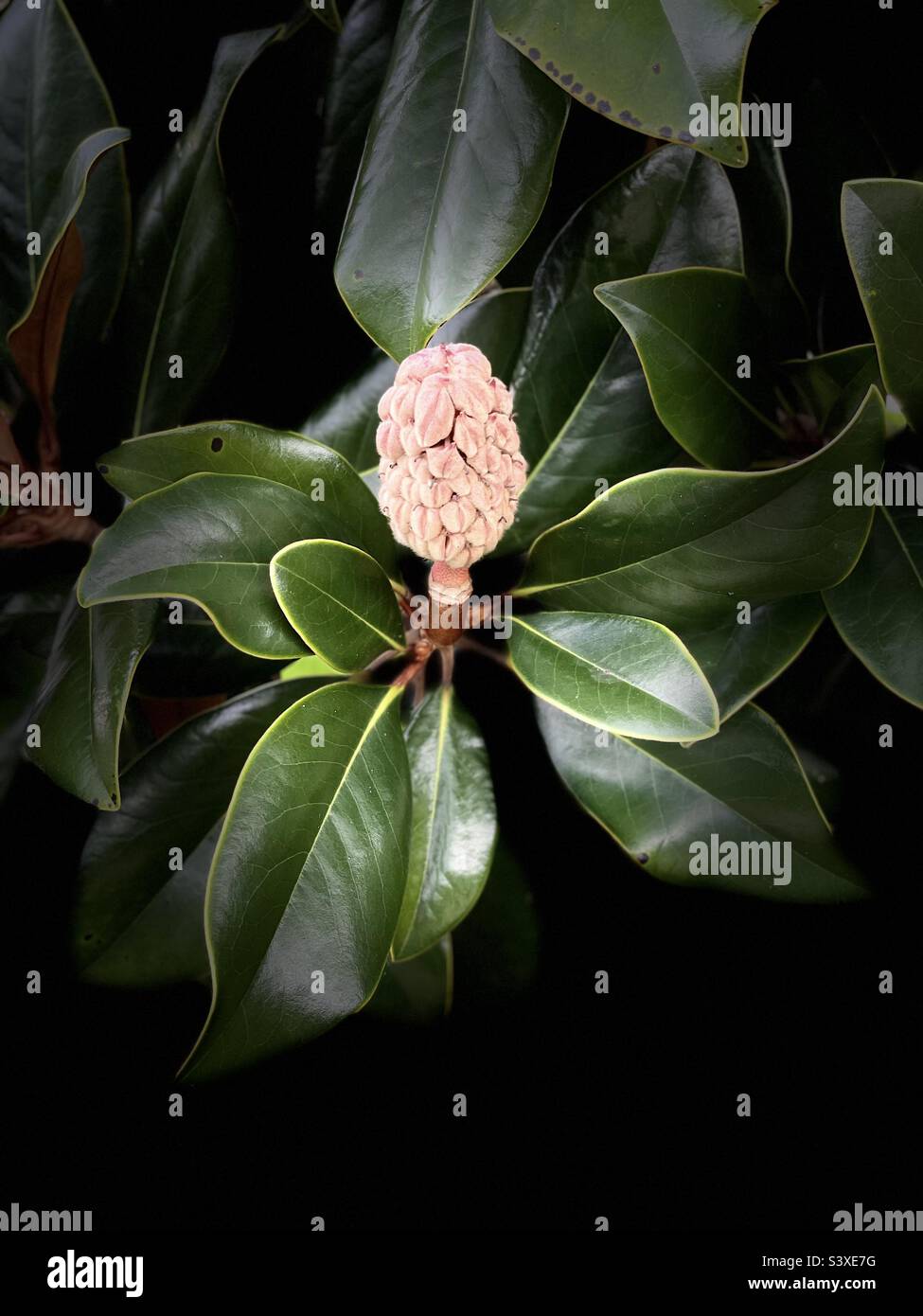 Magnolia seed hi-res stock photography and images - Alamy