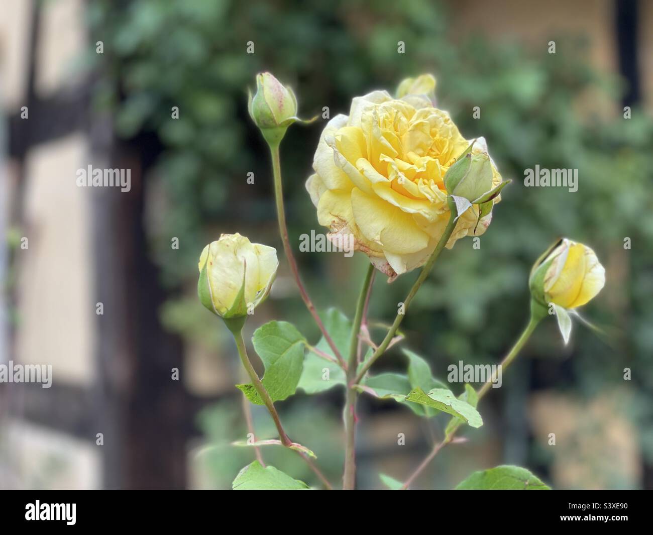 Precious plant hi-res stock photography and images - Alamy