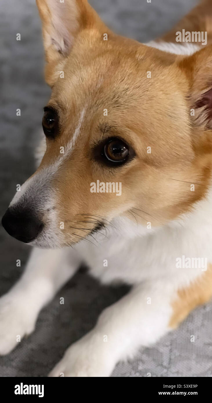 Profile corgi hi-res stock photography and images - Alamy