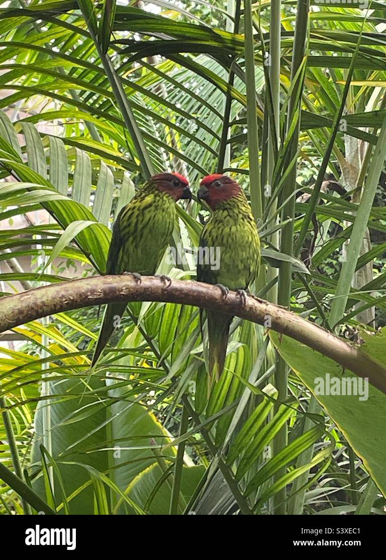 Parrots together hi-res stock photography and images - Alamy