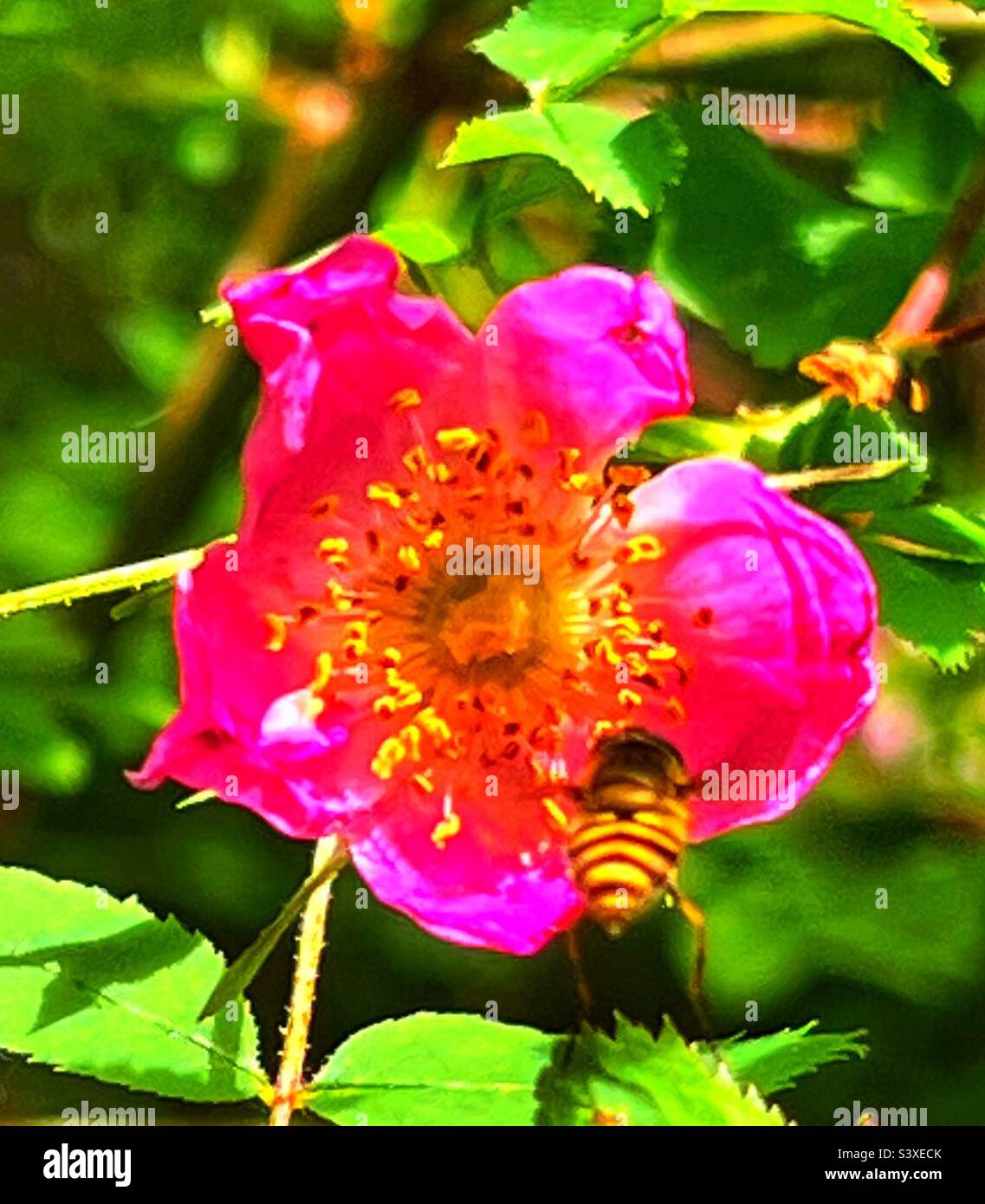 Wild rose with bee hi-res stock photography and images - Alamy