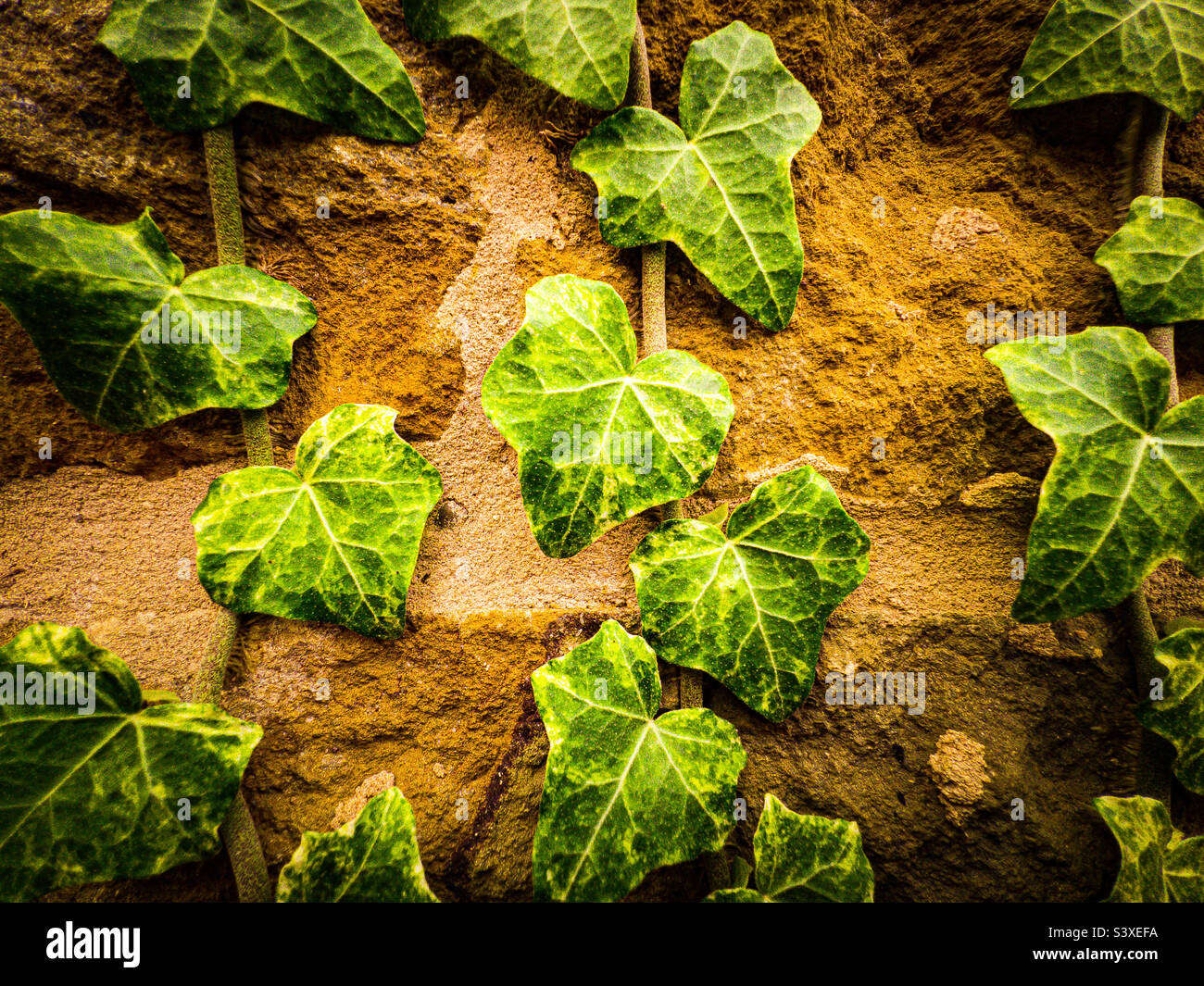 Creeping ivy hi-res stock photography and images - Alamy