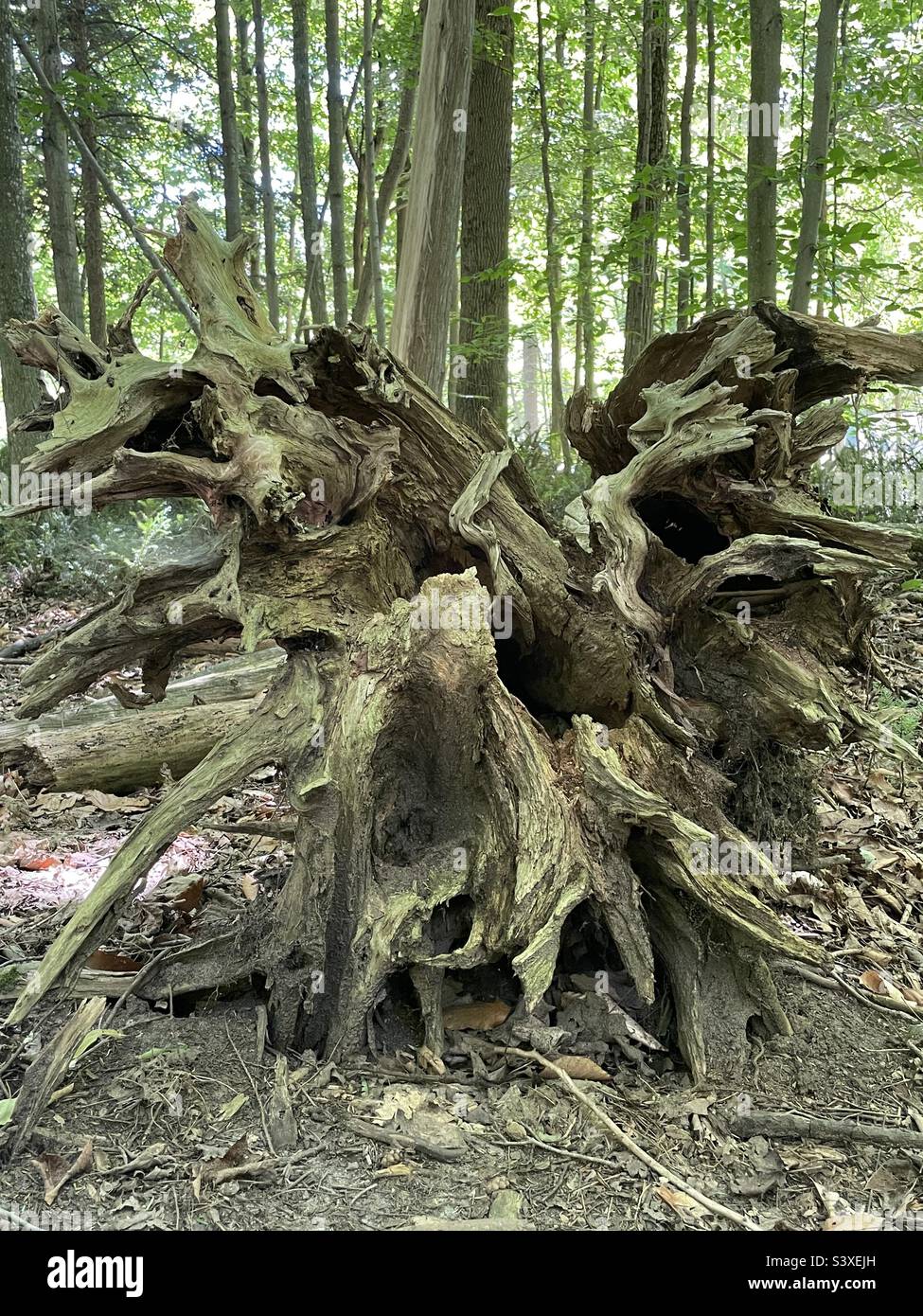 Fallen dry tree hi-res stock photography and images - Alamy