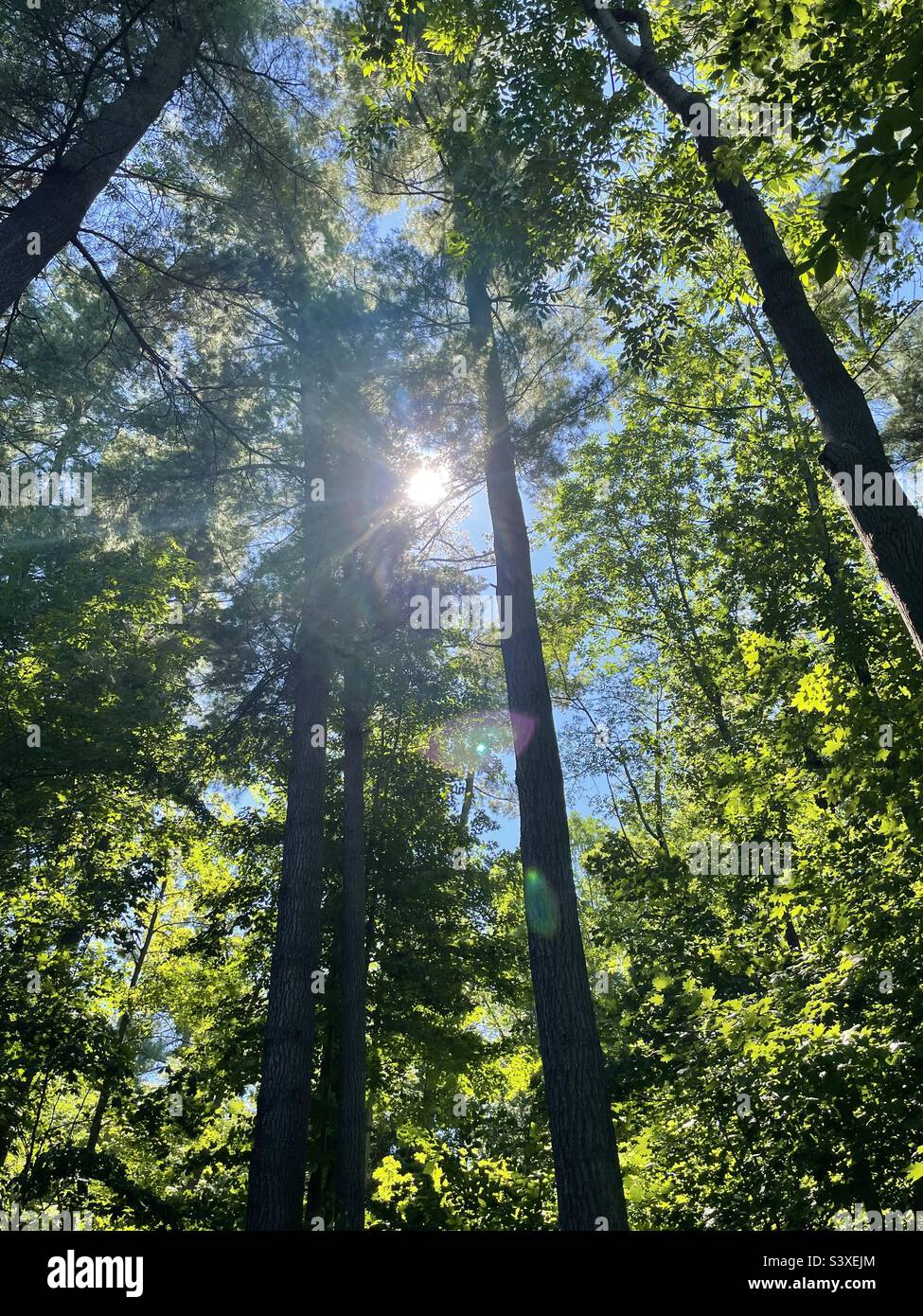 Sun rays through tree leaves Stock Photo - Alamy