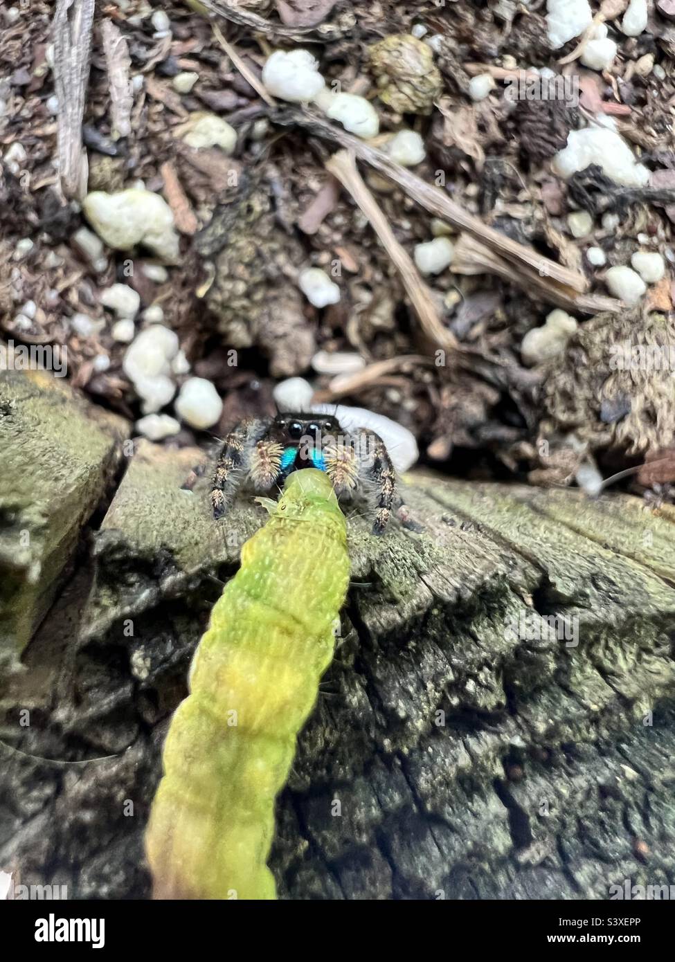 Insects arachnids hi-res stock photography and images - Alamy