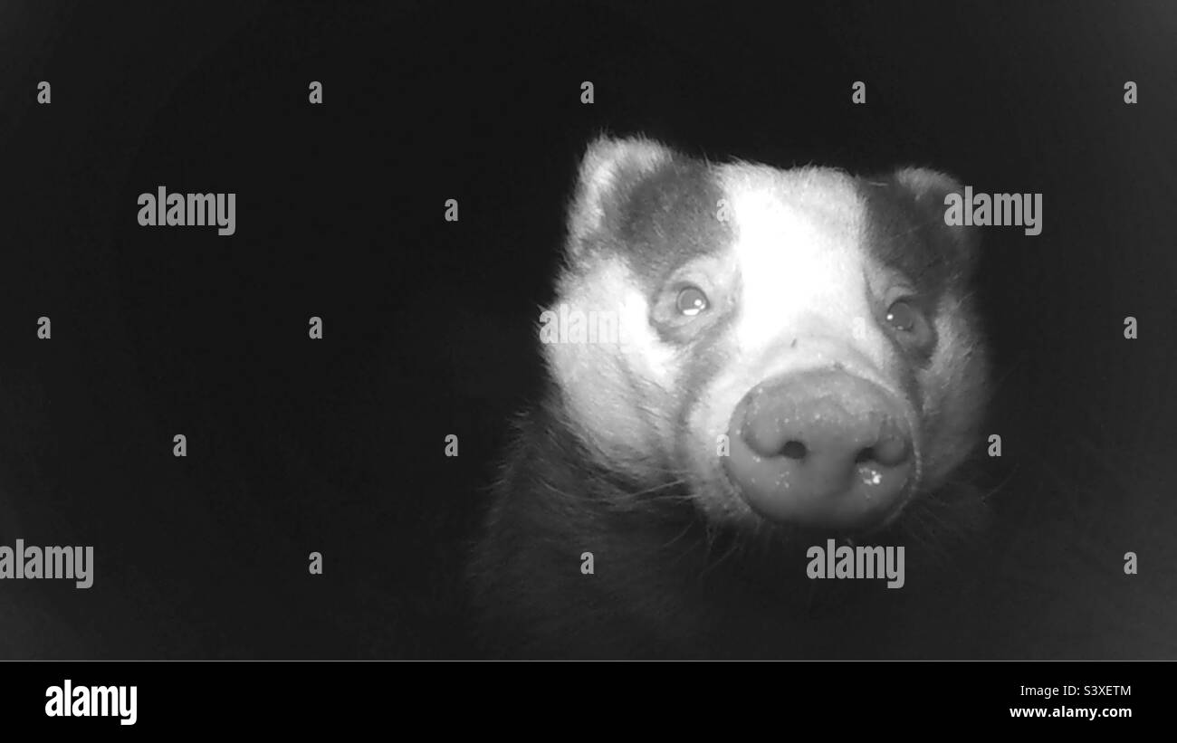 Badger close up hi-res stock photography and images - Alamy