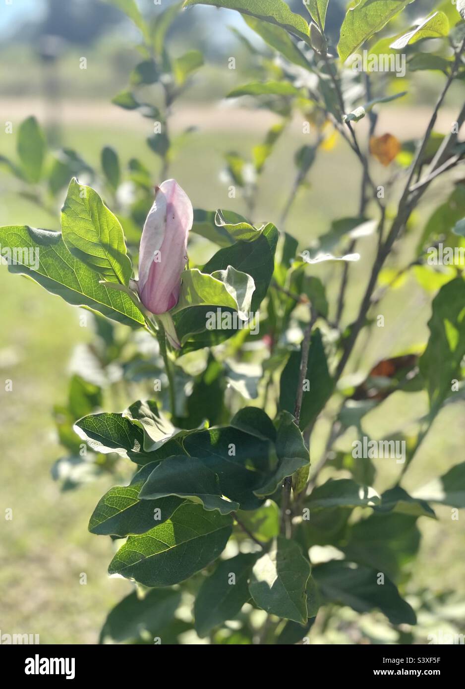 Jane magnolia hi-res stock photography and images - Alamy
