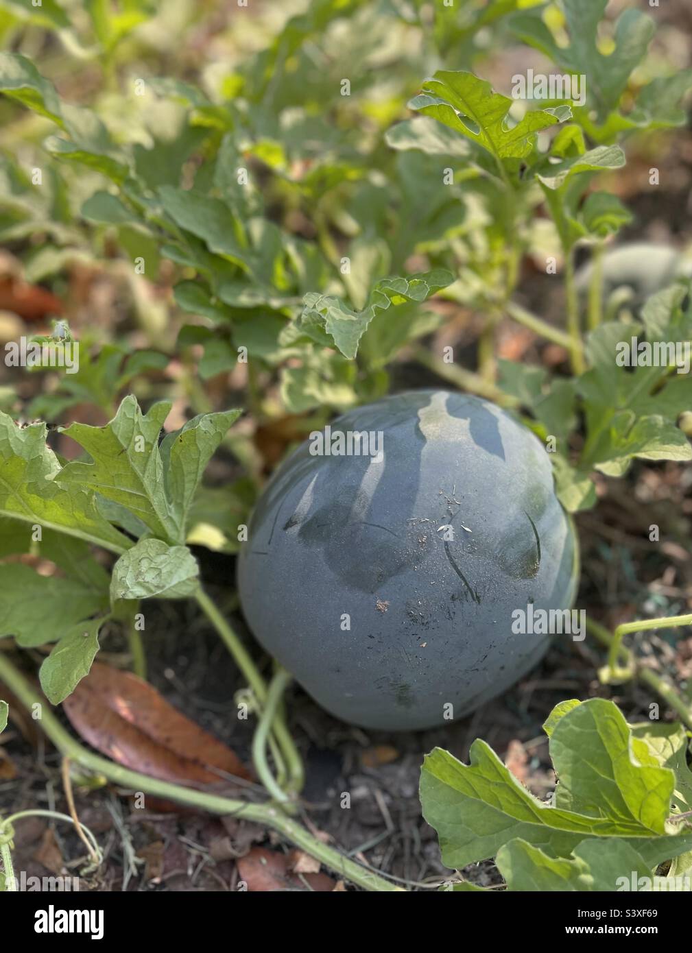 Watermelon vine hi-res stock photography and images - Alamy