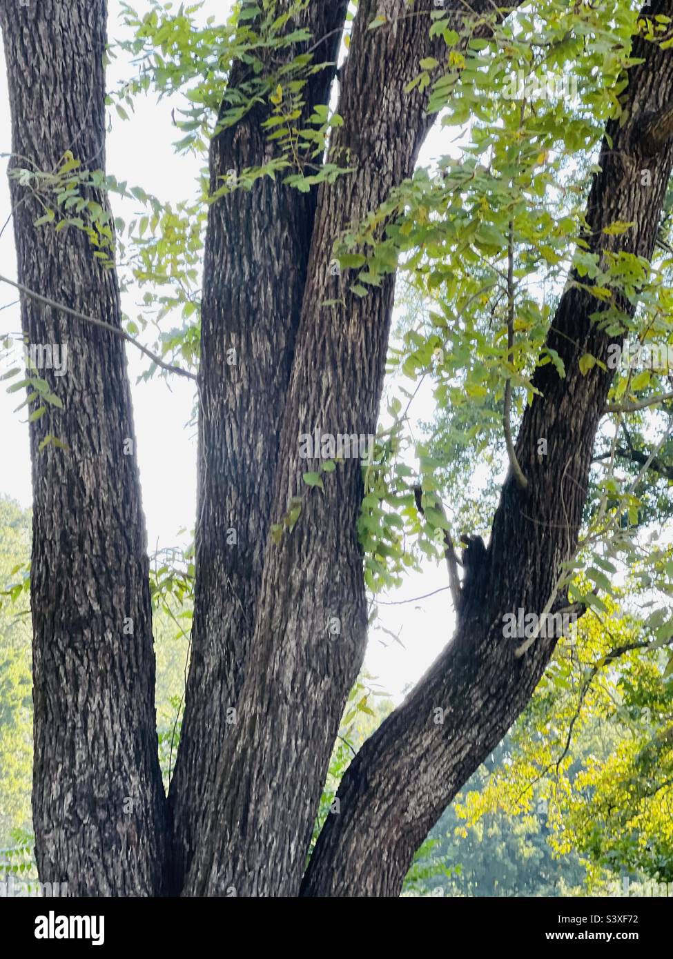 Black walnut tree hi-res stock photography and images - Alamy