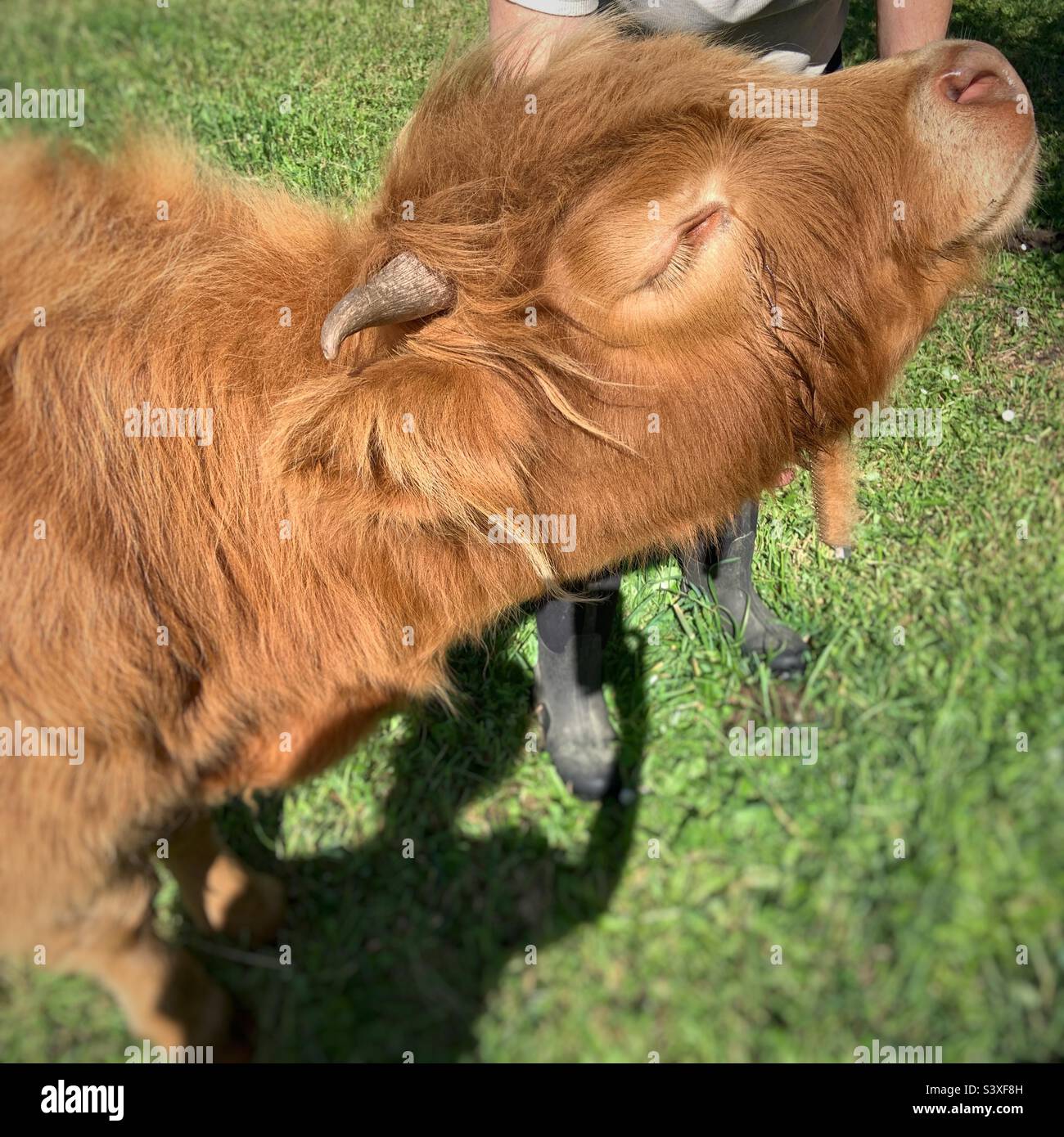 Pure Joy. Highland calf being brushed Stock Photo - Alamy