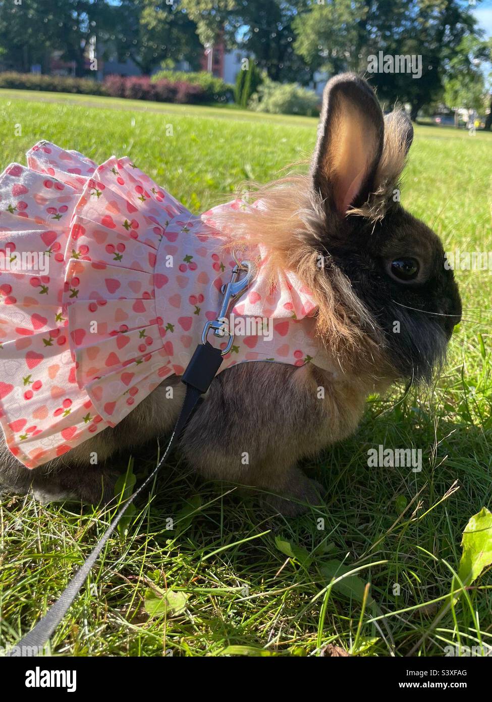 Pet in a dress hi-res stock photography and images - Alamy